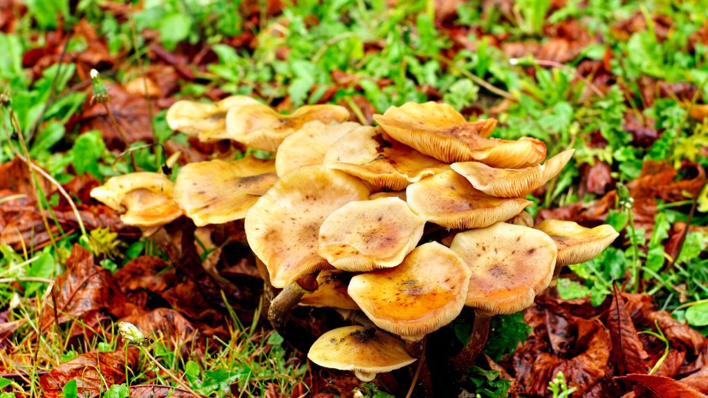 beneath its harmless appearance, a beautiful rot