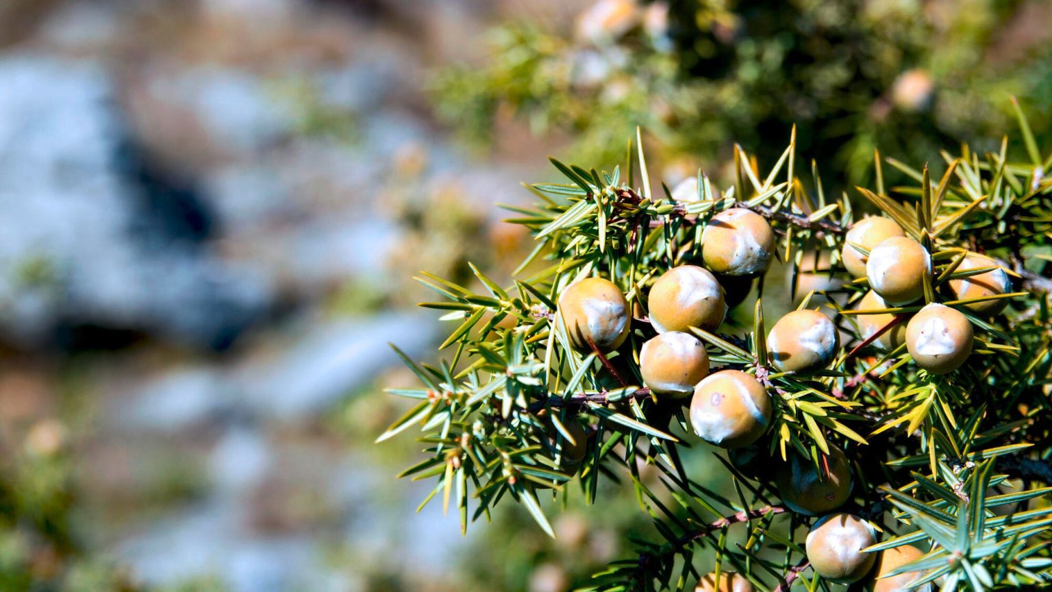 Why the juniper cade is precious for nature